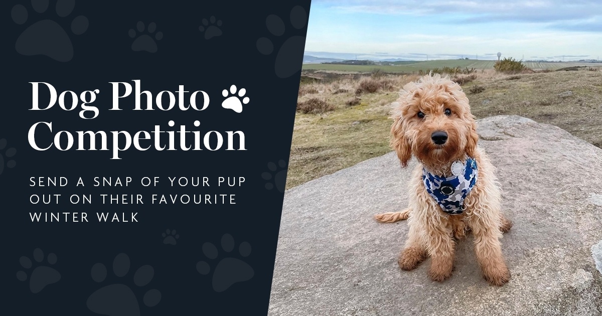 Enter our dog photo competition! - Kirkwood Homes